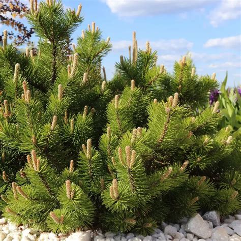 Dwarf Mugo Pine Plant By Number