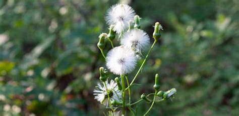 Mastering American Burnweed Control Chemical Vs Cultural Advanced