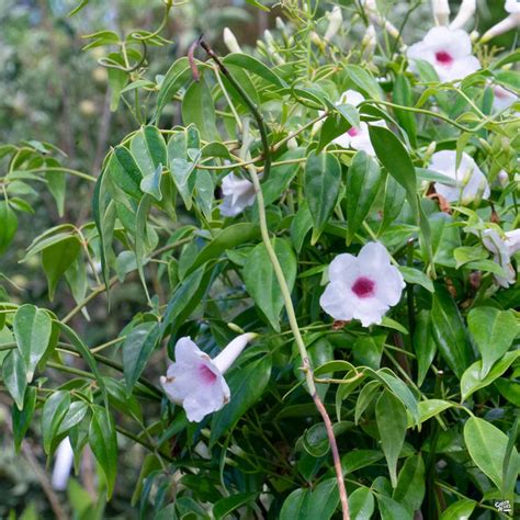 Pink Bower Vine — Green Acres Nursery And Supply