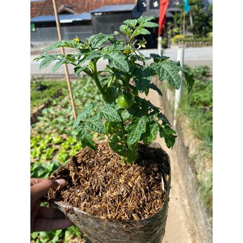 Jual Tanaman Tomat Minimikrotomat Cherry Red Rubbin Shopee Indonesia