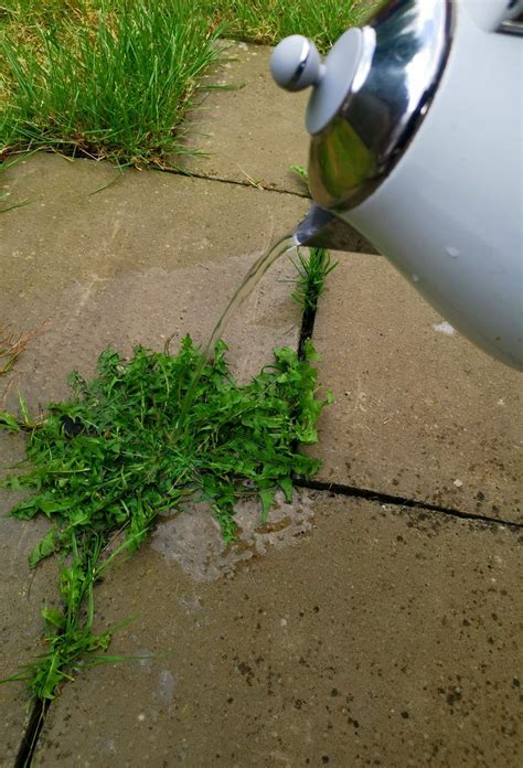 How To Stop Weeds Growing On Block Paving At Samuel Goggins Blog