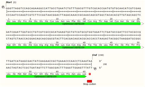 13 Nucleotide Sequence For The K12 E Coli Preferred Codon Optimised