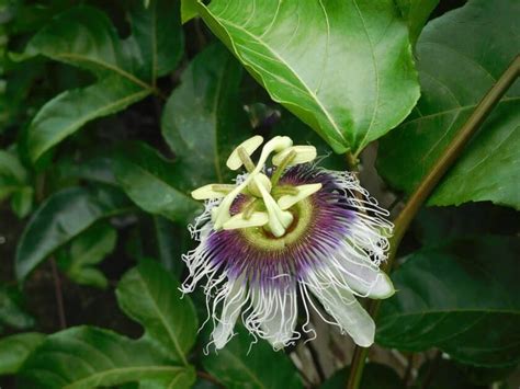 Passion Fruit Varieties Characteristics Types Benefits And Complete Cultivation