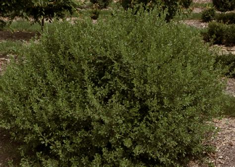 Fragrant Sumac Native Gardeners