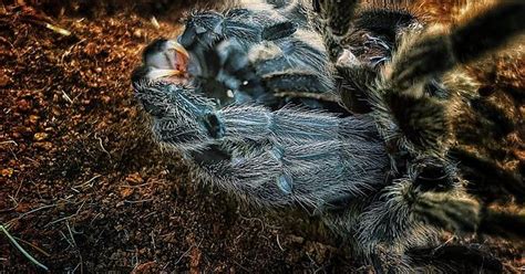 Just A Tarantula Molting Oc Album On Imgur