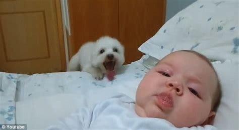 El Incansable Intento De Un Cachorro Por Conocer A La Nueva Bebé De La