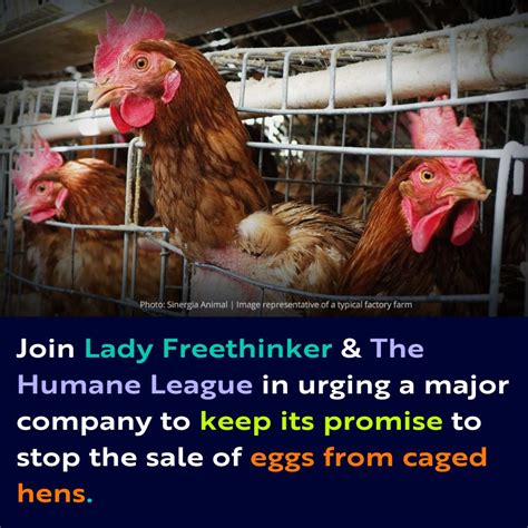 Lady Heres What You Should Know About Egg Laying Hens Forced To Live