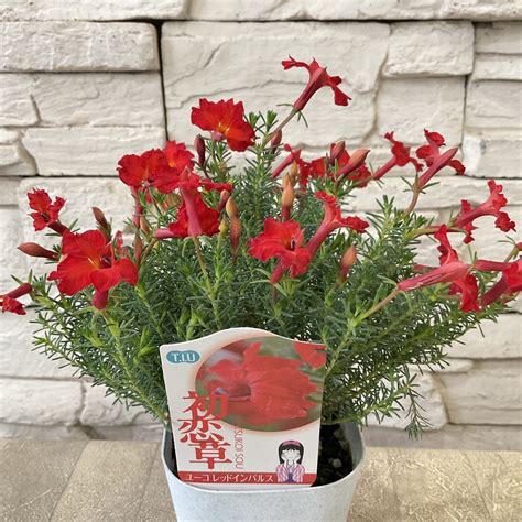 初恋草 選べる3色 鉢花・花苗 橋本種苗園オンラインストア