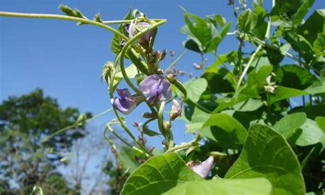 അമരപയർ ഇപ്പോൾ വളർത്താം Amara Farming Madhyamam