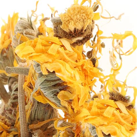 Calendula Flowers Cocal