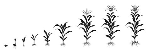Cycle Of Growth Of Corn In Form Of Black Silhouette Infographic Of