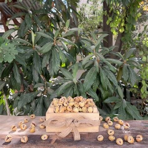 خرید و قیمت انجیر خشک امسالی صدیک و غنچه سایز متوسط 900گرمی ترب