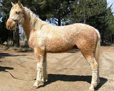 American Bashkir Curly Horse Registry Curly Horse Horse Breeds Horses