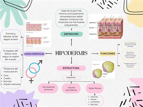 Hipodermis Elizabeth Ortiz O Udocz
