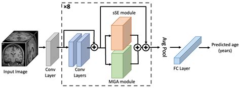 Brain Age Prediction Using Multi Hop Graph Attention Combined With Convolutional Neural Network