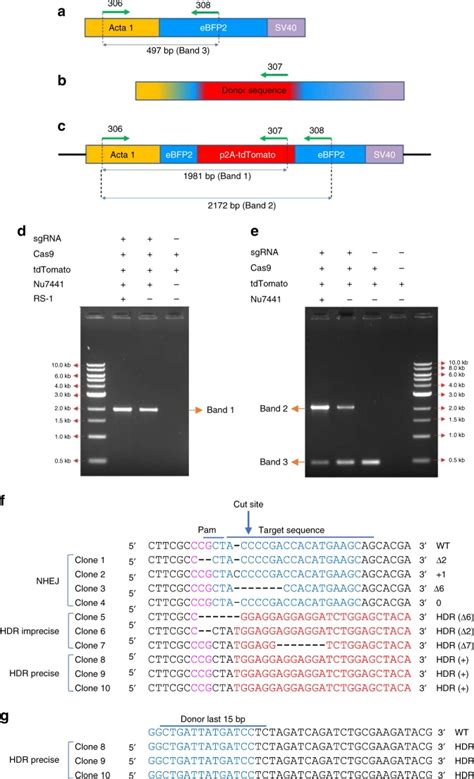 Chemical Reprogramming Enhances Homology Directed Genome Editing In