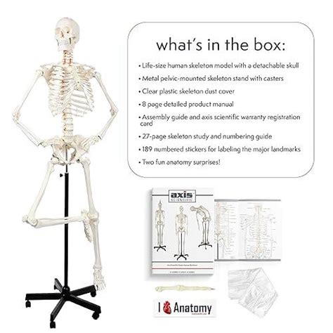 Axis Scientific Human Skeleton Model For Anatomy Life Size Skeleton Anatomy Model Includes