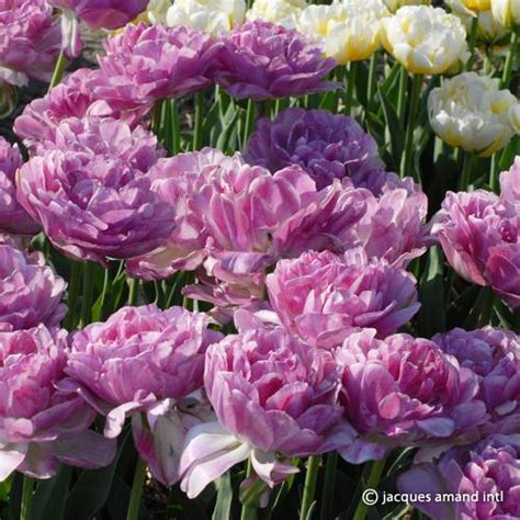 Double Sugar – The Tulip Gallery