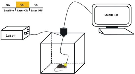 Exercise Improves Behavioral Dysfunction And Inhibits The Spontaneous Excitatory Postsynaptic
