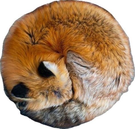 The Underside Of A Lily Pad