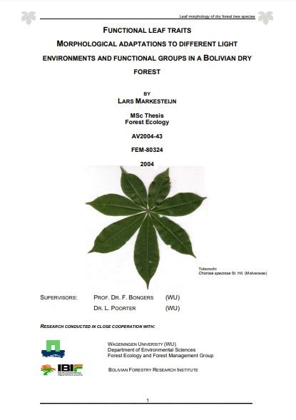 Functional Leaf Traits Morphological Adaptations To Different Light
