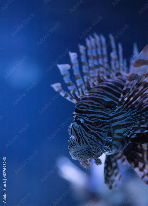 Common Lionfish In Dark Water At The Nuweiba Resort On The Red Sea A