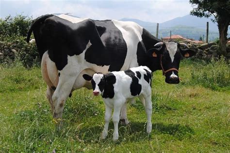 Raza Frisona Vacas Y Terneros Vacas Holstein Vacas Lecheras