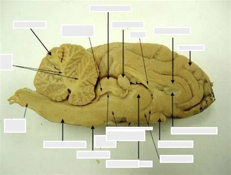 Cranial Nerves And Sheep Brain Lp 2 Diagram Quizlet