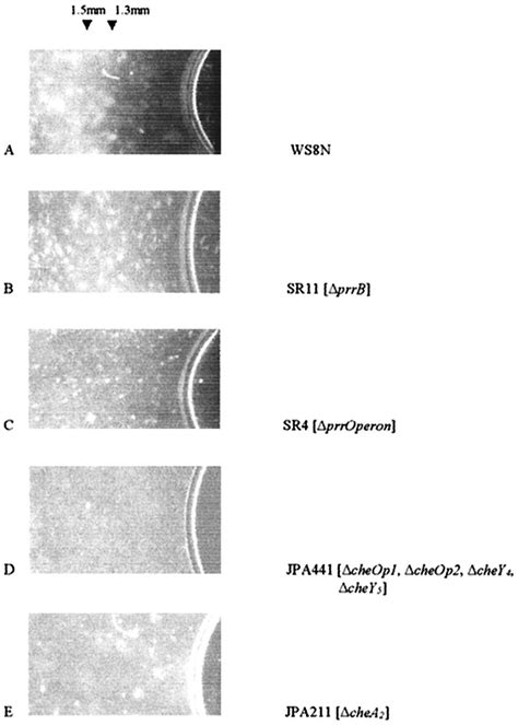 Distributions Of Cell Suspensions In The Capillary Assay Mi