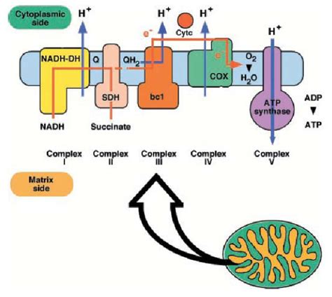 4 Description Of Complexes Of A Mitochondrion [12] Download
