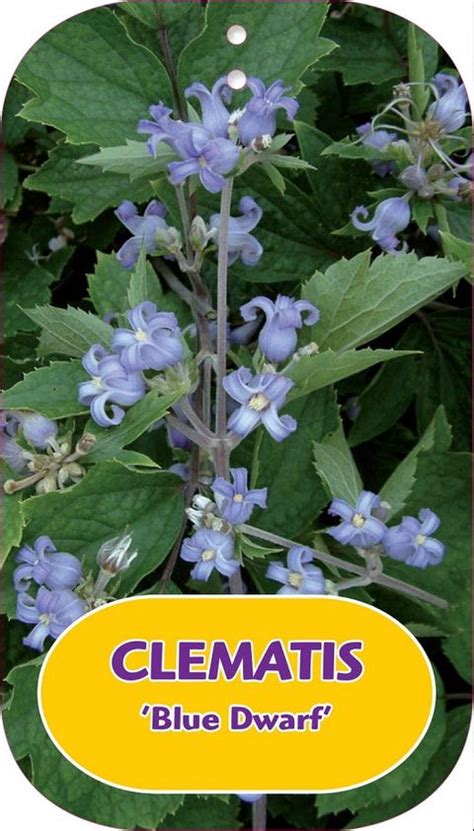 Clematis Blue Dwarf H — Plant Wholesale Floraccess