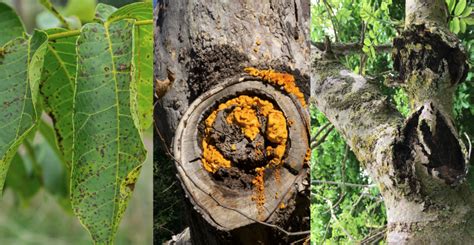 Tree Bark Fungus Identification