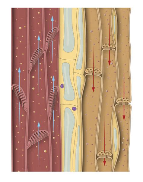 Histology Illustrations Royalty Free Vector Graphics And Clip Art Istock