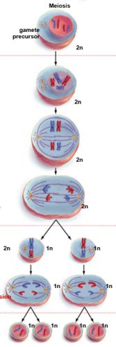 Biol Chapter 13 Meiosis Flashcards Quizlet