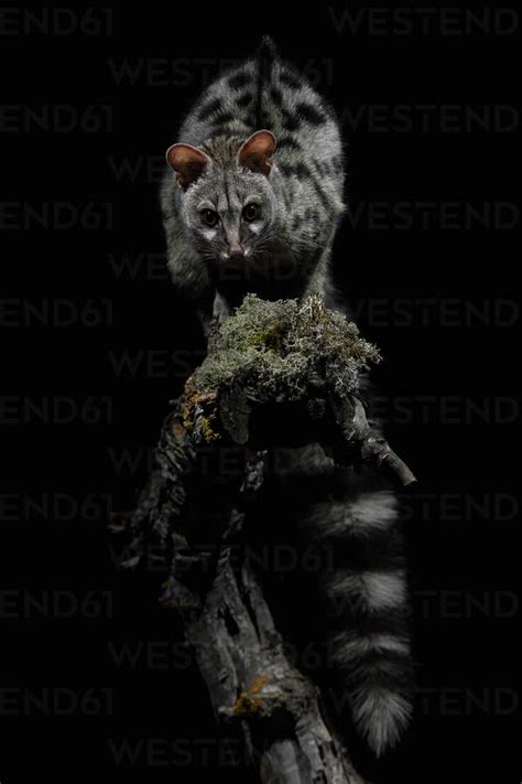 A Genet Sits Atop A Lichen Covered Branch Peering Curiously Into The