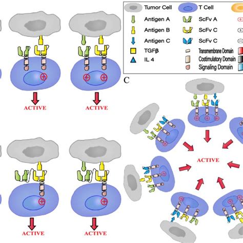And And Not Logic Gated Car T Cells For Alleviating On Target Download Scientific Diagram