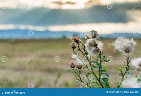 Thistle Asteraceae Seeds At The End Of Summer On Focus Divine Lights