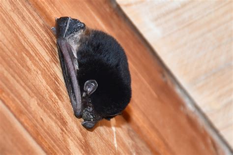 Little Pied Bat Facts And Conservation Beat Darwin