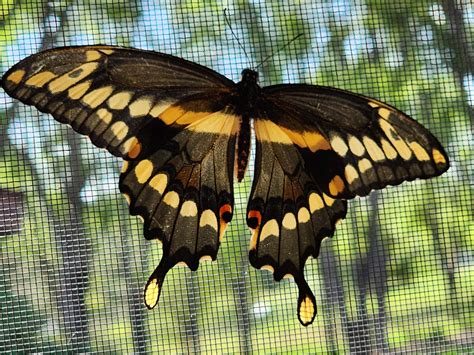 Giant Swallowtail Papilio Cresphontes Rentomology