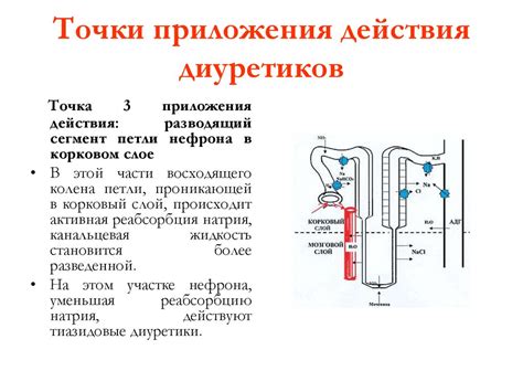 Диуретические средства - презентация онлайн
