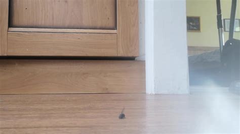 Fly Picked The Wrong Spot