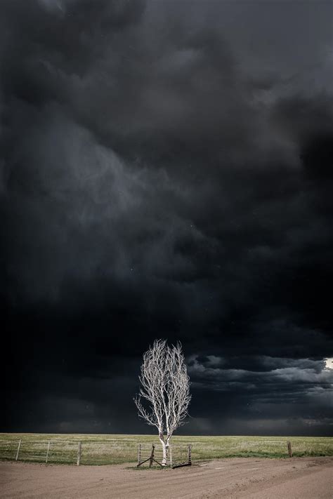 White Tree David Mayhew Photography