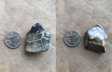 partial sea turtle shell i found on the beach r mildlyinteresting