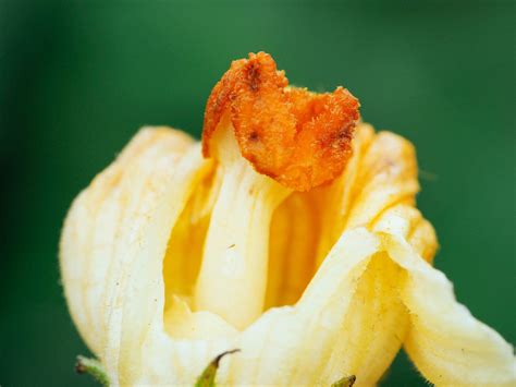 How To Pollinate Squash By Hand And Why Your Plants Have Lots Of