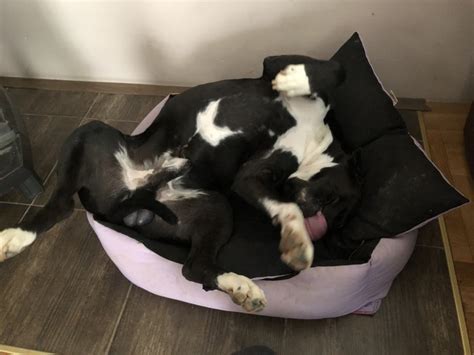 Americki Staford S Rodovnicom