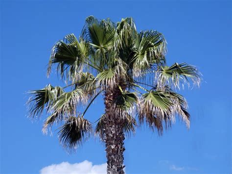 Where Can I See The Borassus Palm In The Wild