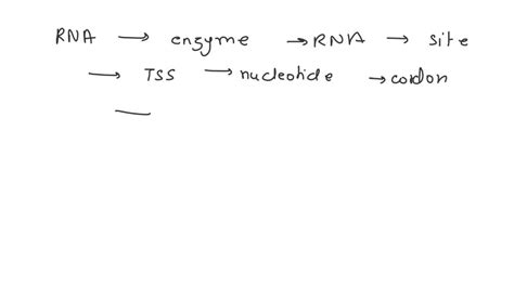 Solved Rna Polymerase Starts Synthesizing Rna At The Start Codon Tss