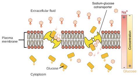 Secondary Active Transport Na Glucose Class Eleven Chemistry