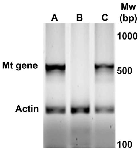 Proteomic Analysis Of Igm Antigens From Mammary Tissue Under Pre And