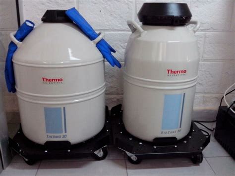 Bouteilles Dazote Liquide Utilisées Pour La Conservation Des Souches Download Scientific